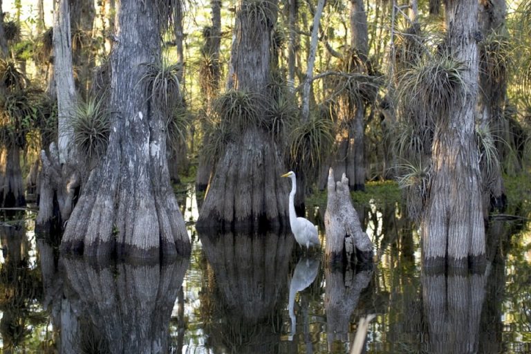 Plants in the Everglades | Everglades Adventure | Everglades Tours ...